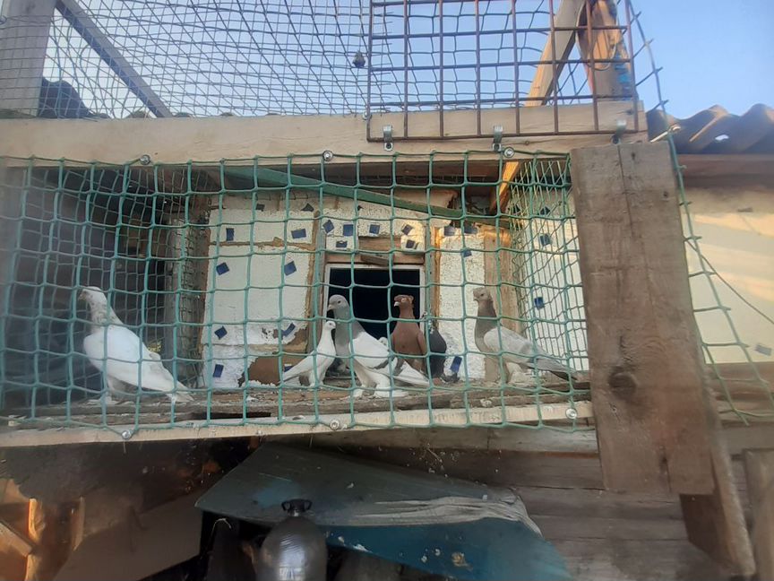 Продажа голубей