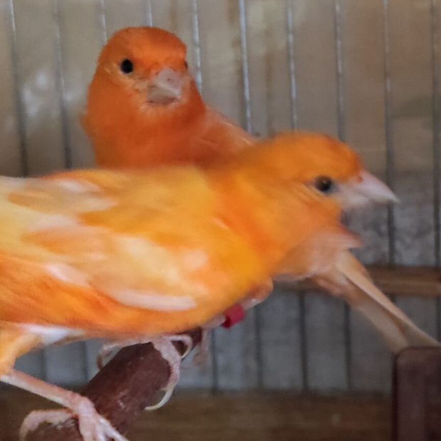 Канарейки оранжевые