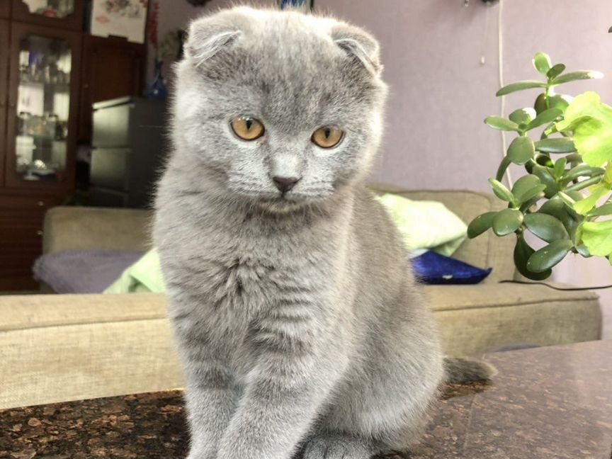 Британские котята