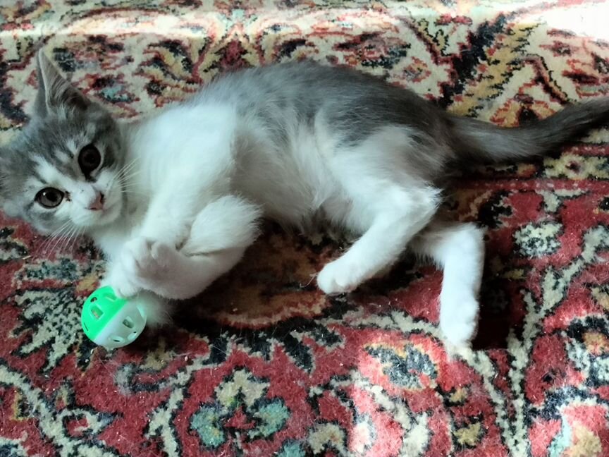 Котенок ждёт семью
