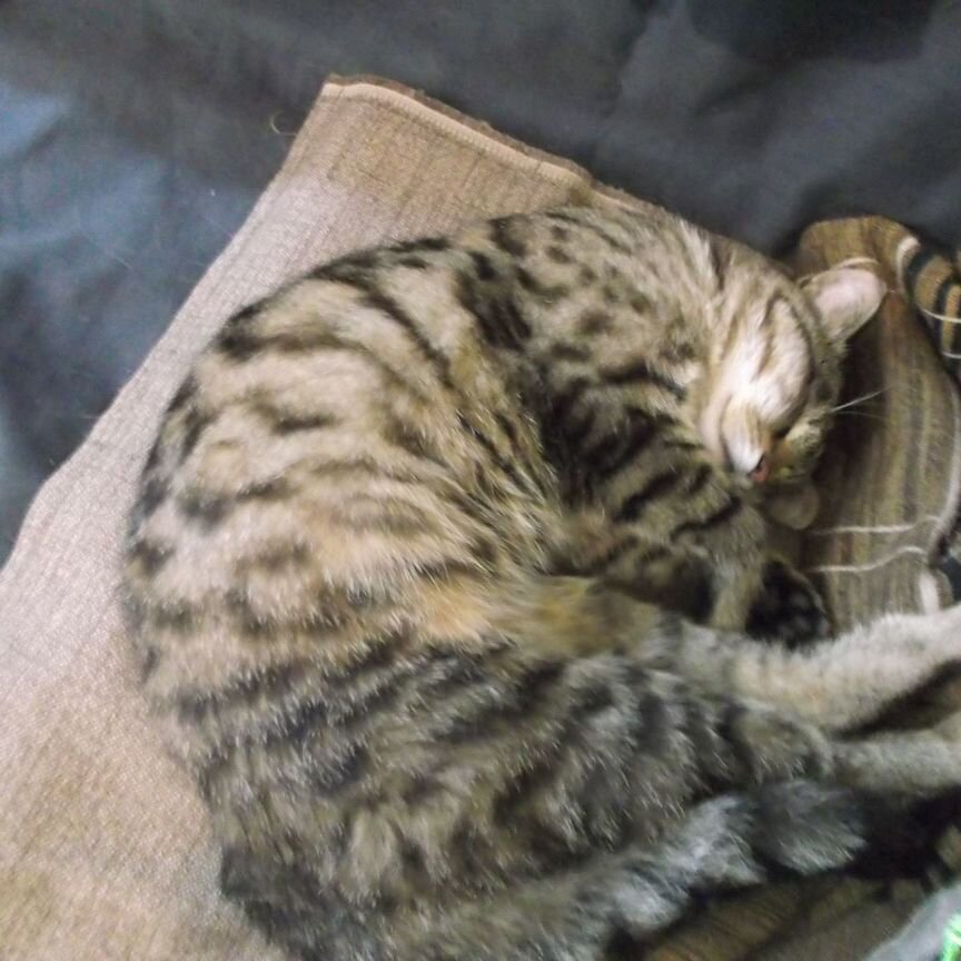 Потерялся кот