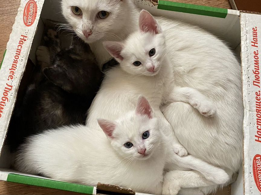 Кошка турецкая ангора