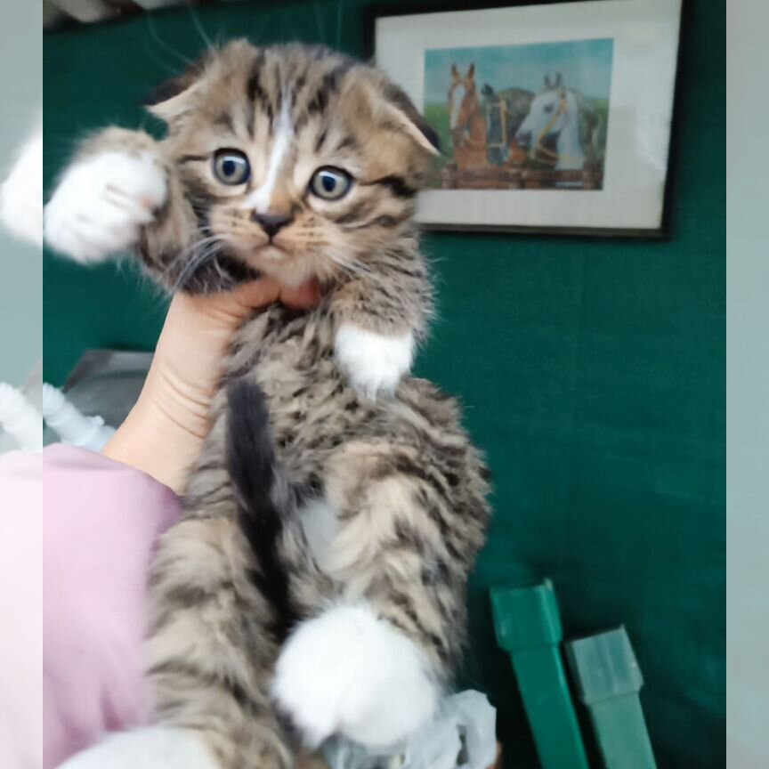 Британские котята