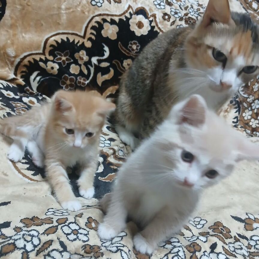 Котёнок в добрые руки