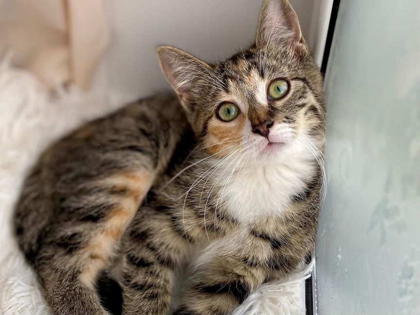 Ромашка ищет дом