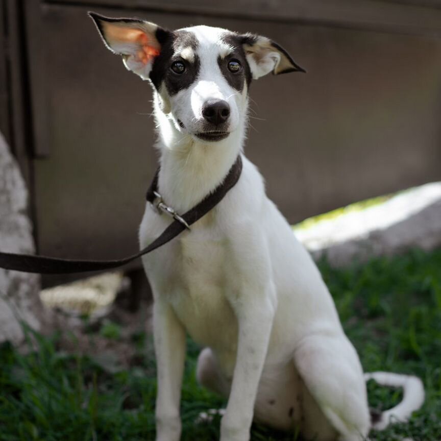 Щенок девочка ищет семью