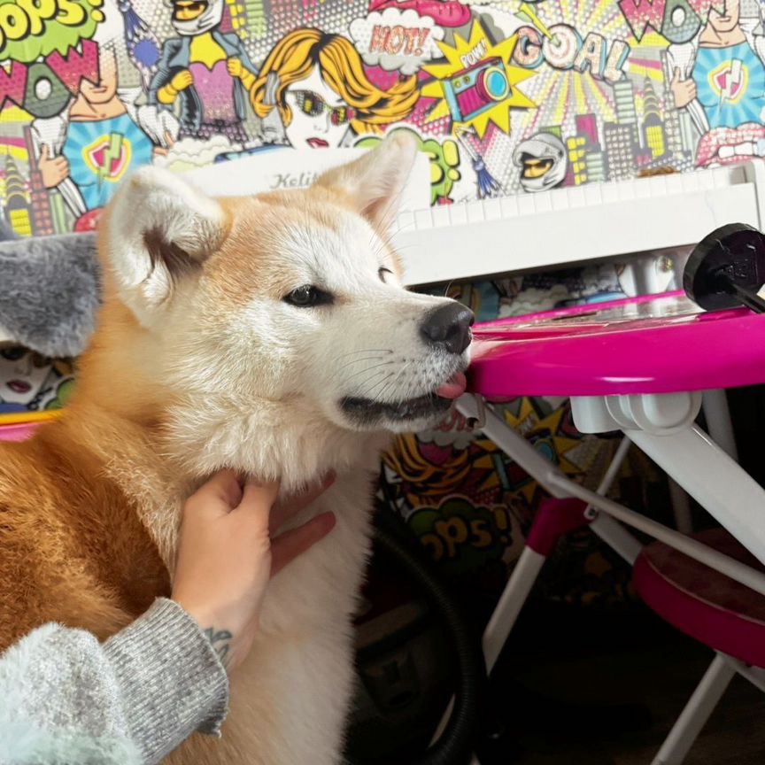 Подрощенная малышка Акита