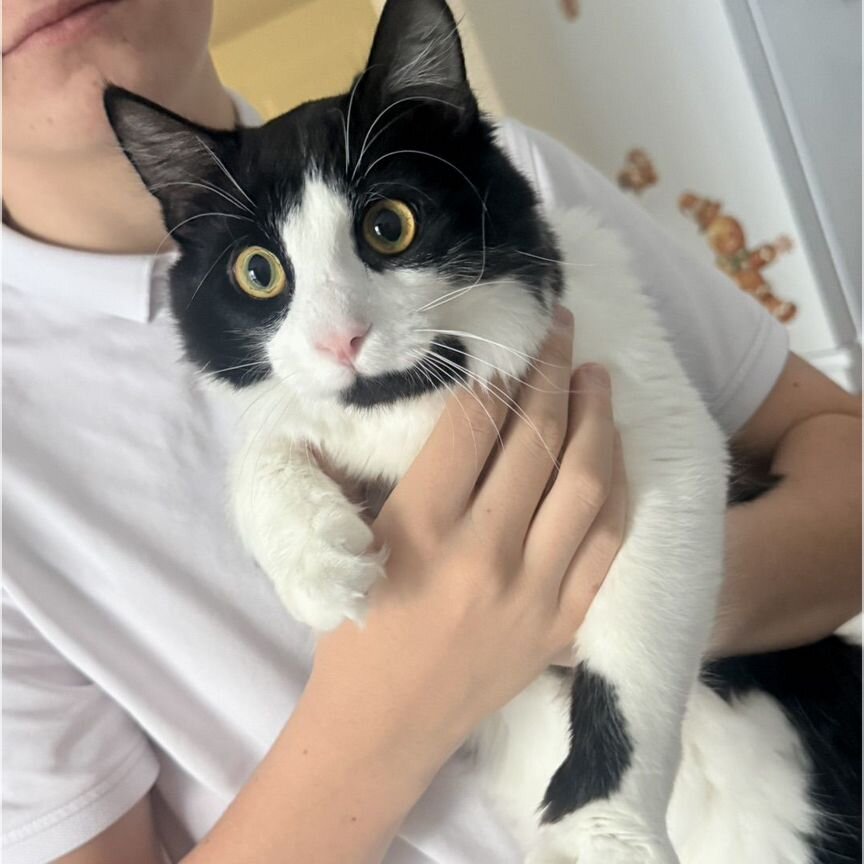 Взрослый кот в добрые руки