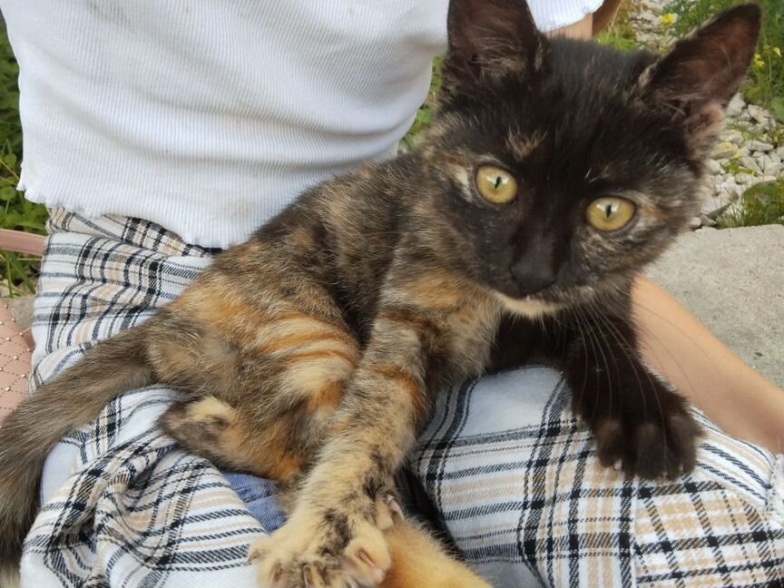 Котëнок в добрые руки, двухцветная кошечка