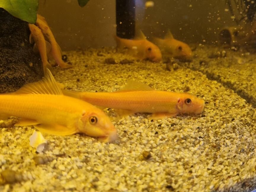 Аквариумные рыбки Гиринохейлус золотой - бесплатно