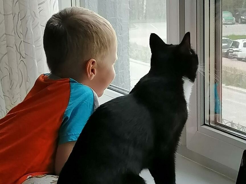Кошка в дар