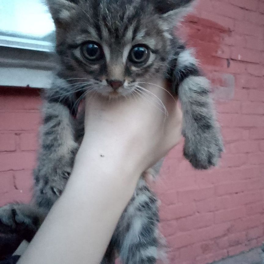 Нашли двух котиков в подъезде, ищем хороших хозяев