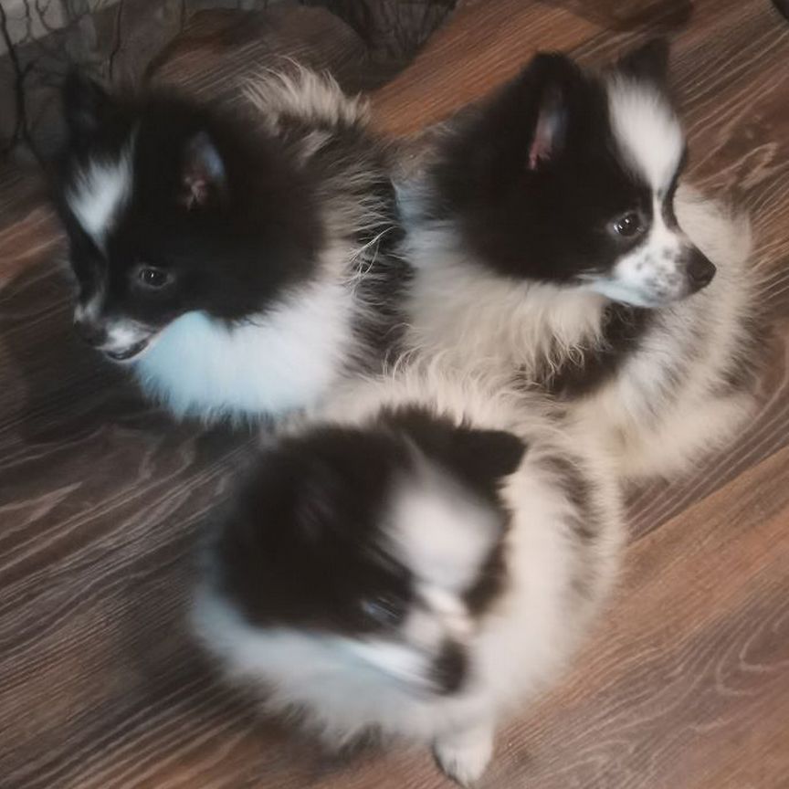 Немецкий шпиц, щенок