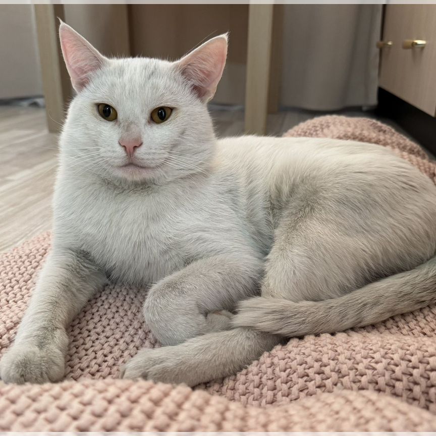 Найден кот