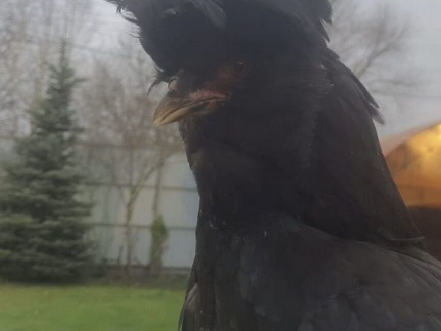 Сибирская Мохноножка русская порода кур