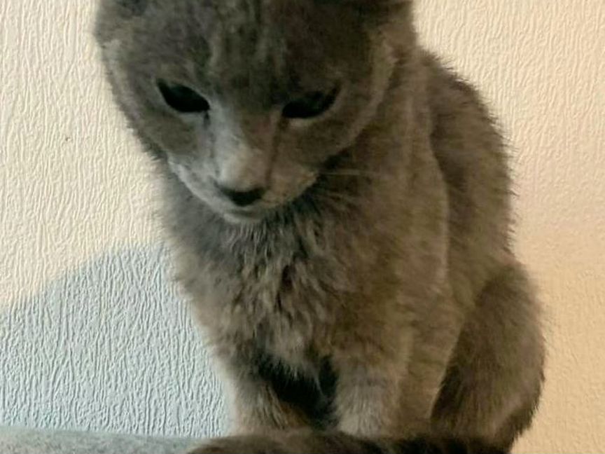 Котенок Русская голубая попала истощенной в приют