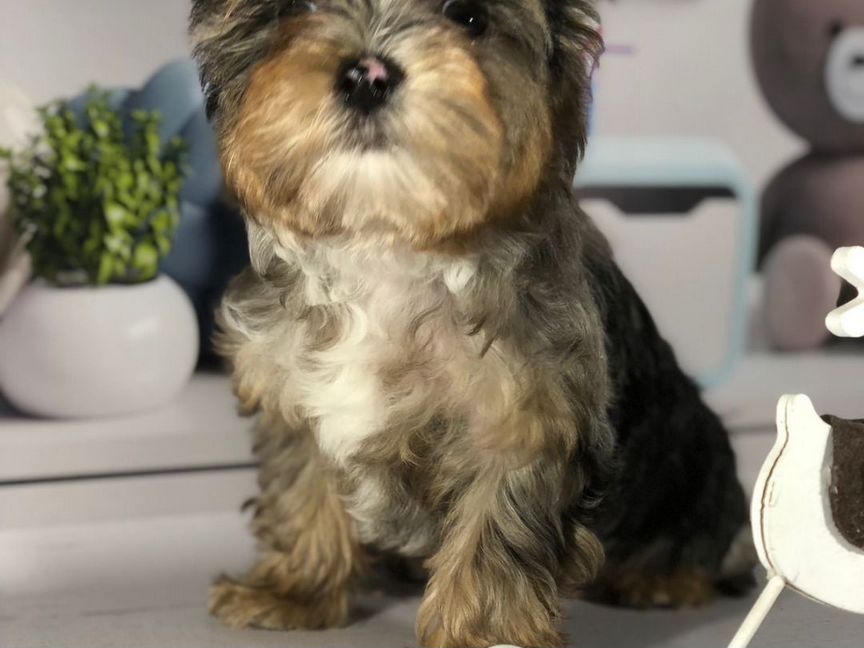 Мраморная красотка