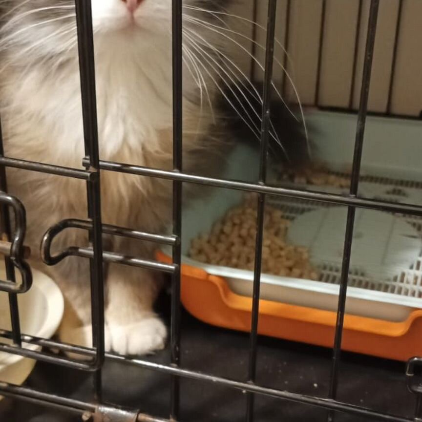 Кошечка "Нежное облако"