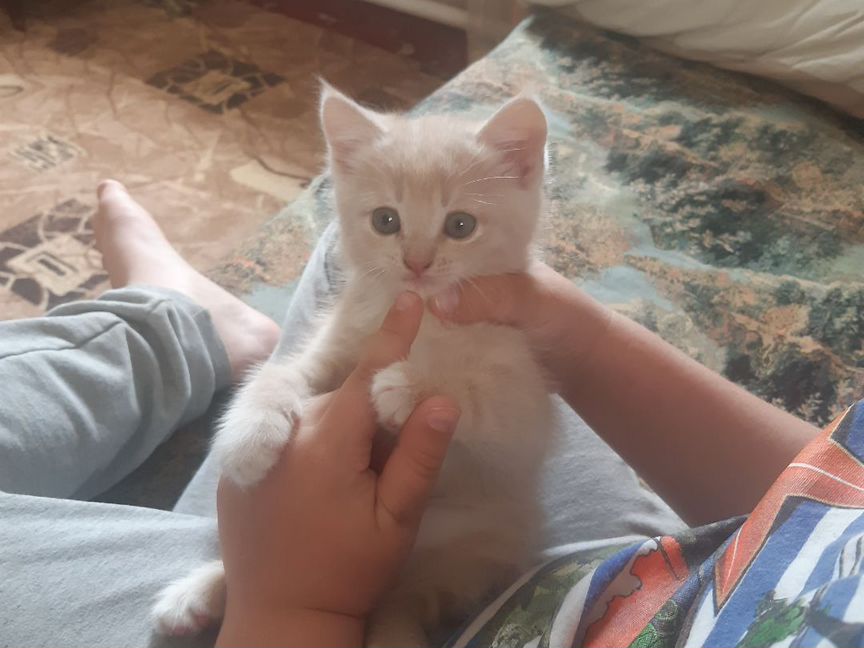 Котик