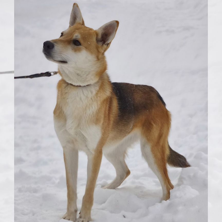 Взрослая собака в добрые руки