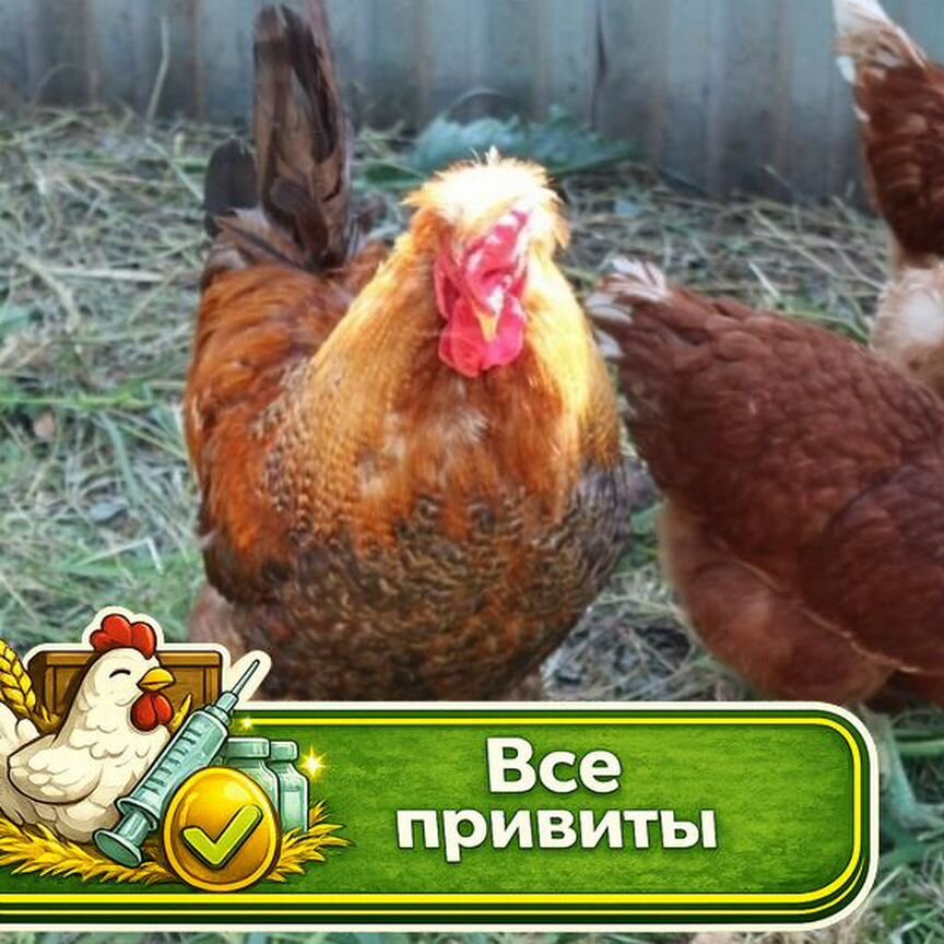 Куры несушки с доставкой