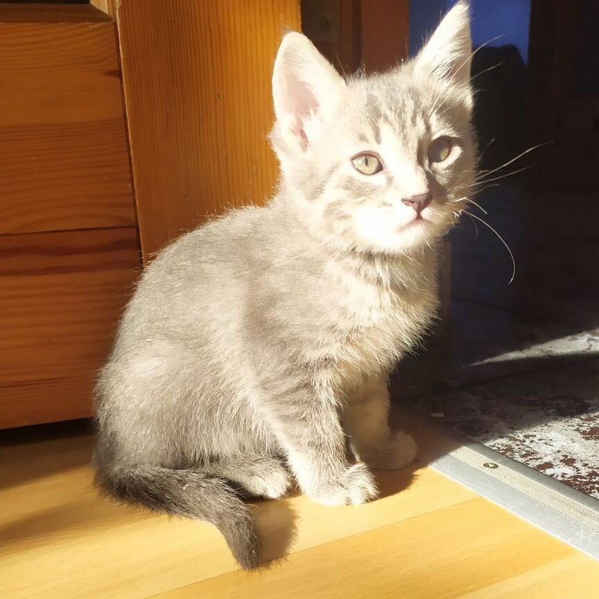 Кошечка Фишка