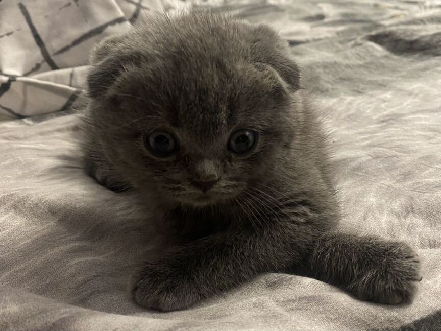 Шотландская вислоухая кошка