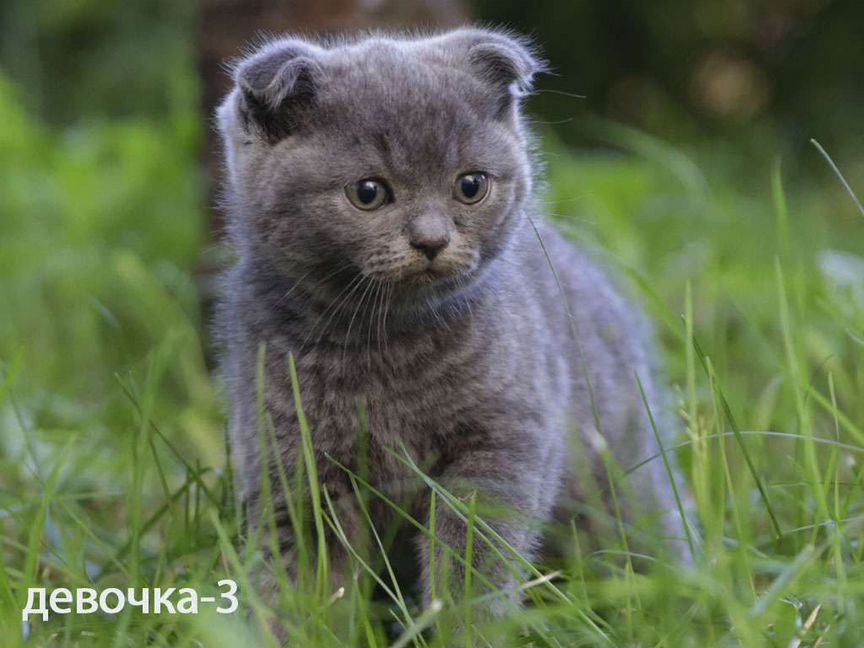 Британские котята чистокровные