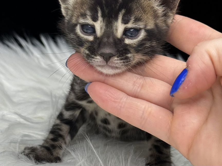 Котик двойной уголь