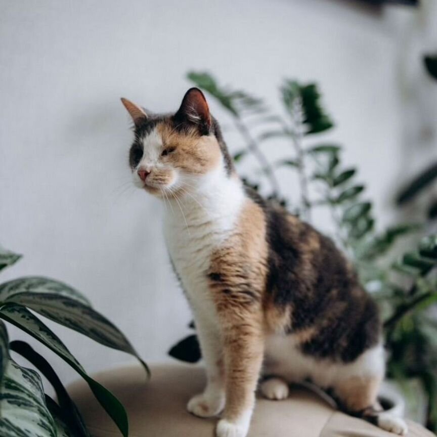 Особенная кошечка