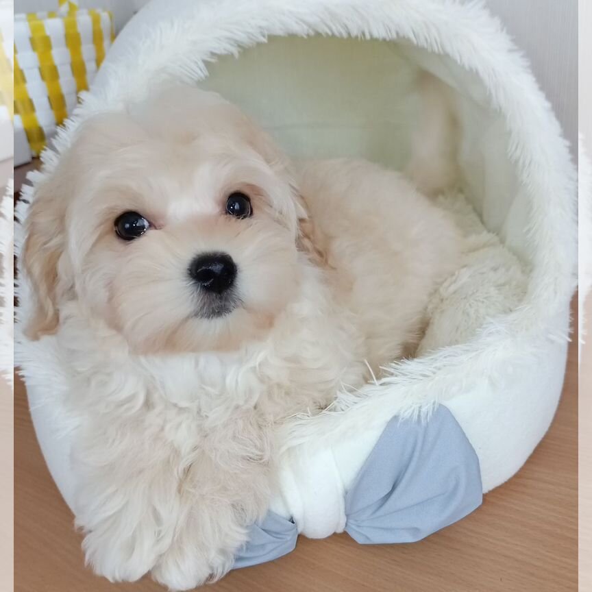 Мальтипу, щенок