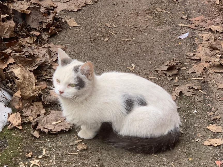 Кошка в дар