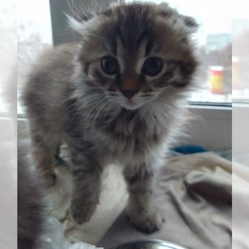 Котёнок в добрые руки