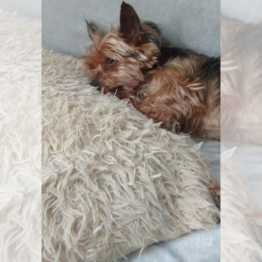 Йоркширский терьер, взрослый пёс