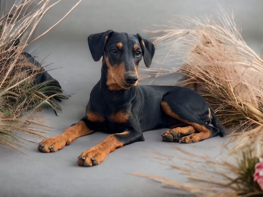 Немецкий пинчер щенок