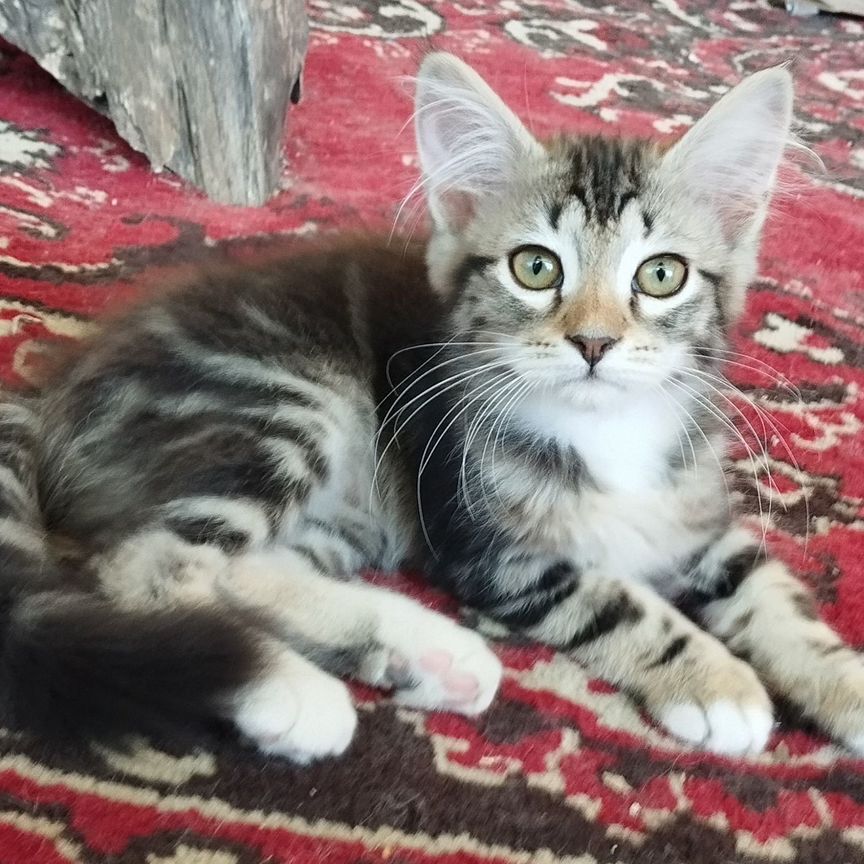 Красивенный ребенок Мята в поисках дома