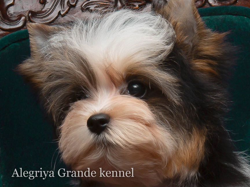 Шикарный джентельмен бивера