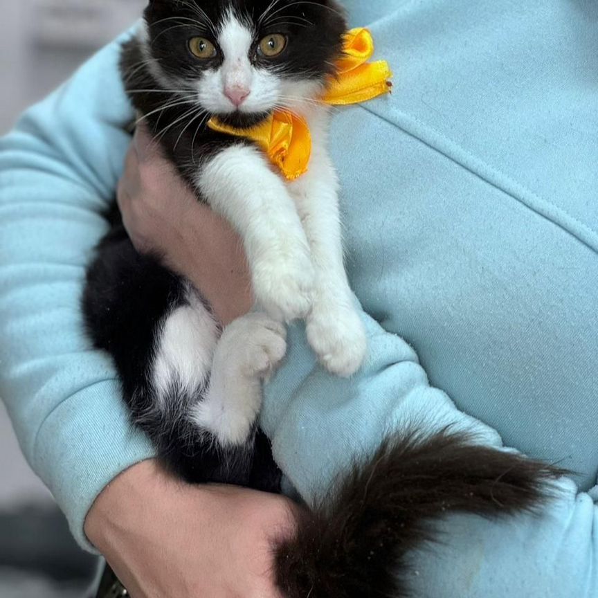 Котенок из приюта в добрые руки