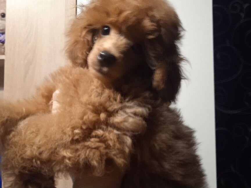 Той-пудель мальчик