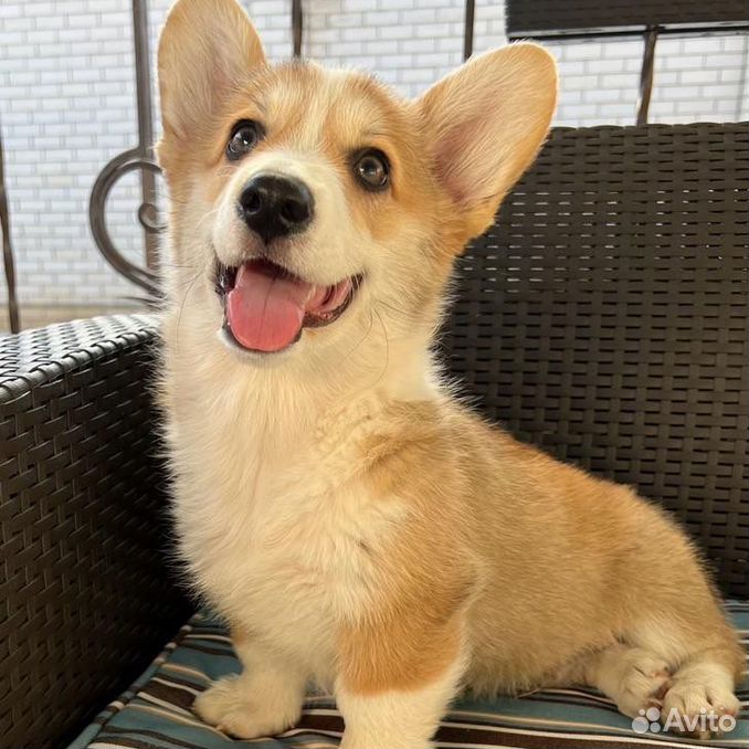 Щенок Корги пембок вельш