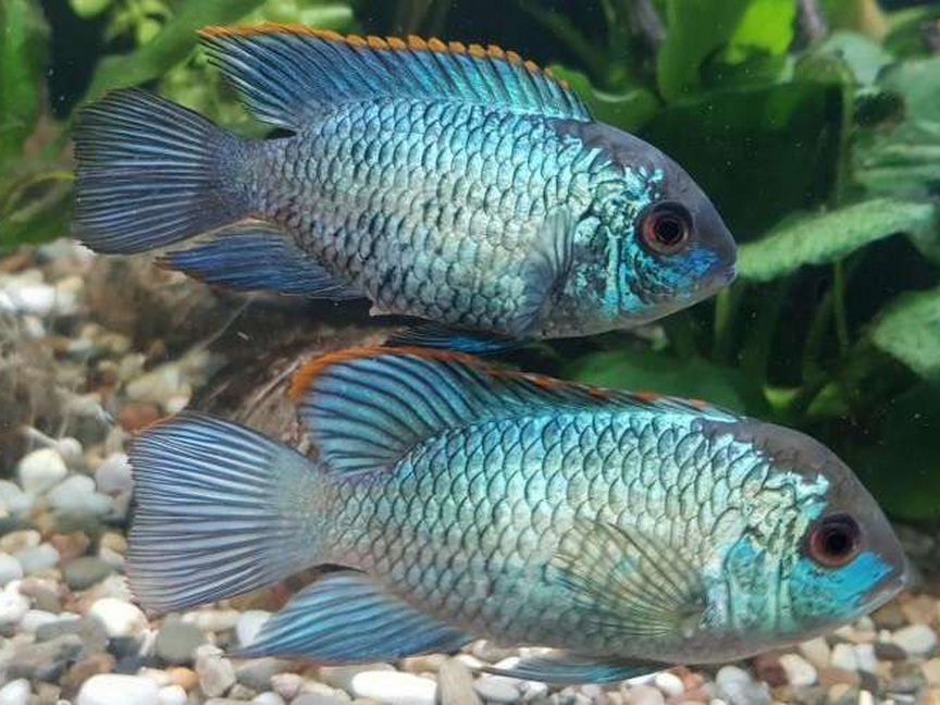 Аквариумные рыбки