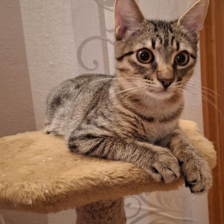 Котенок мальчик ищет дом