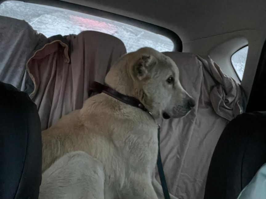 Алабай спасен от голодной смерти ищет дом