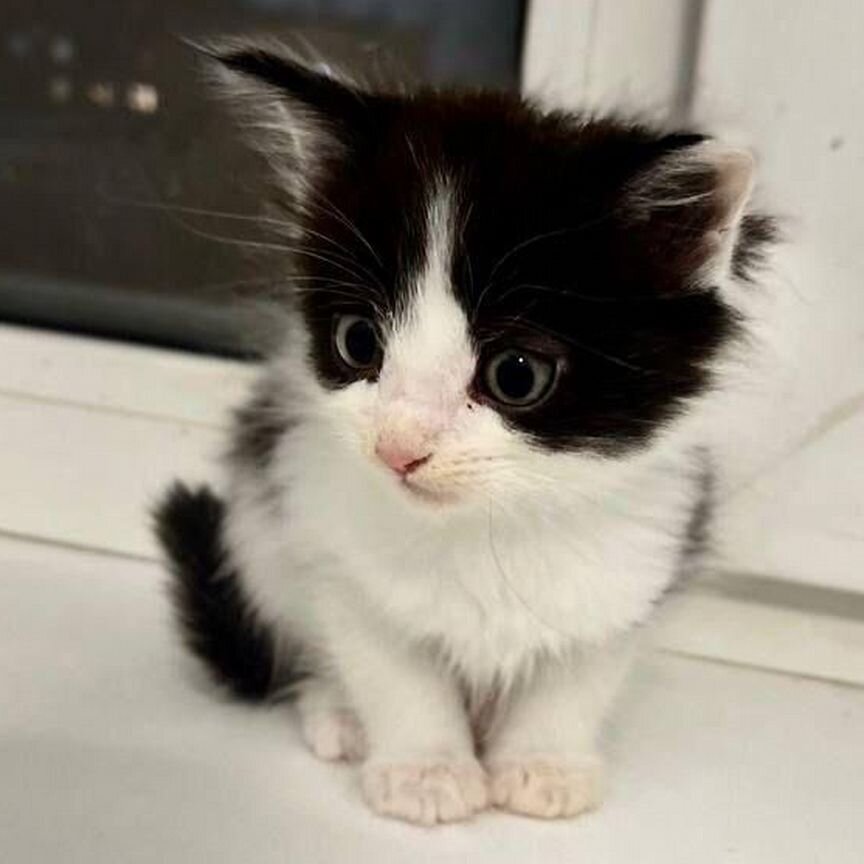 Мейн-кун котёнок