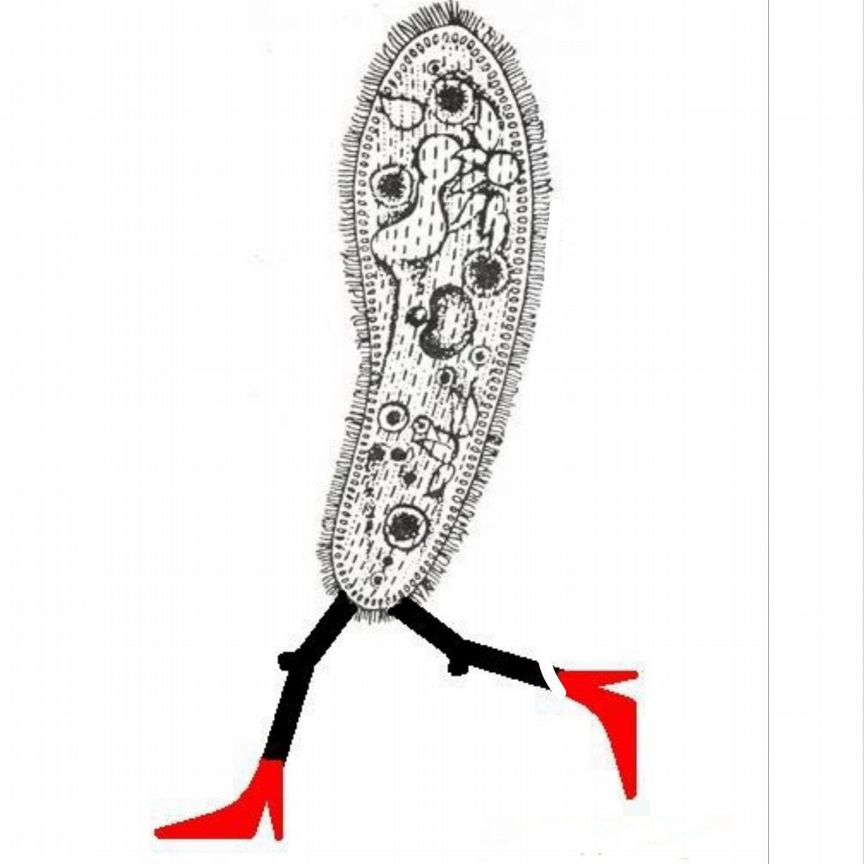 Инфузория туфелька культура 500мл