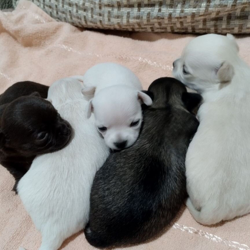 Щенки чихуахуа