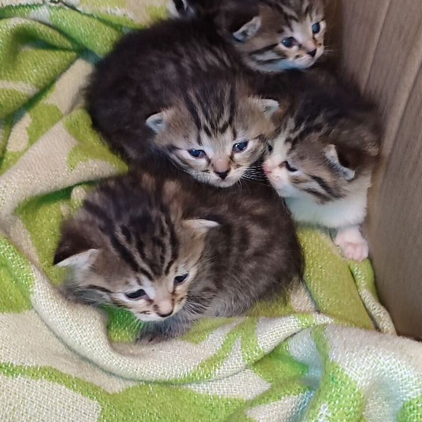 Котята в добрые руки 3 мальчика, 2 девочки
