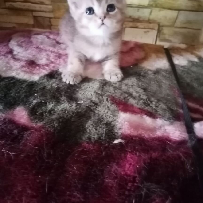 Британские котята
