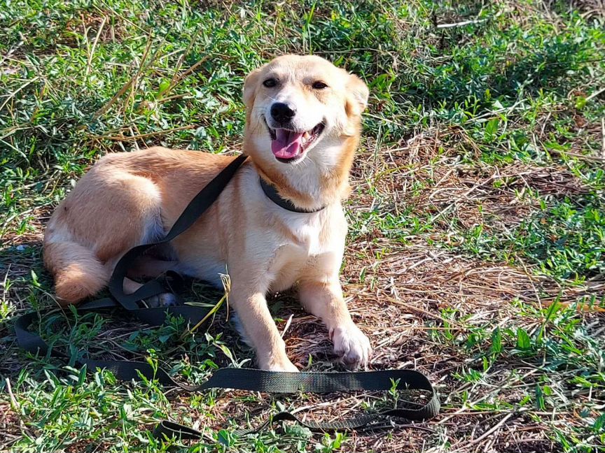 Собака Рыжулька