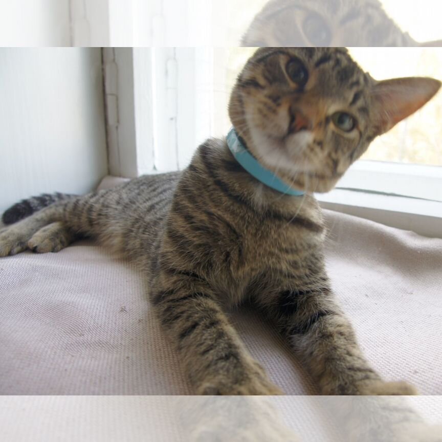 Левушка-котенок в добрые руки, 5 месяцев